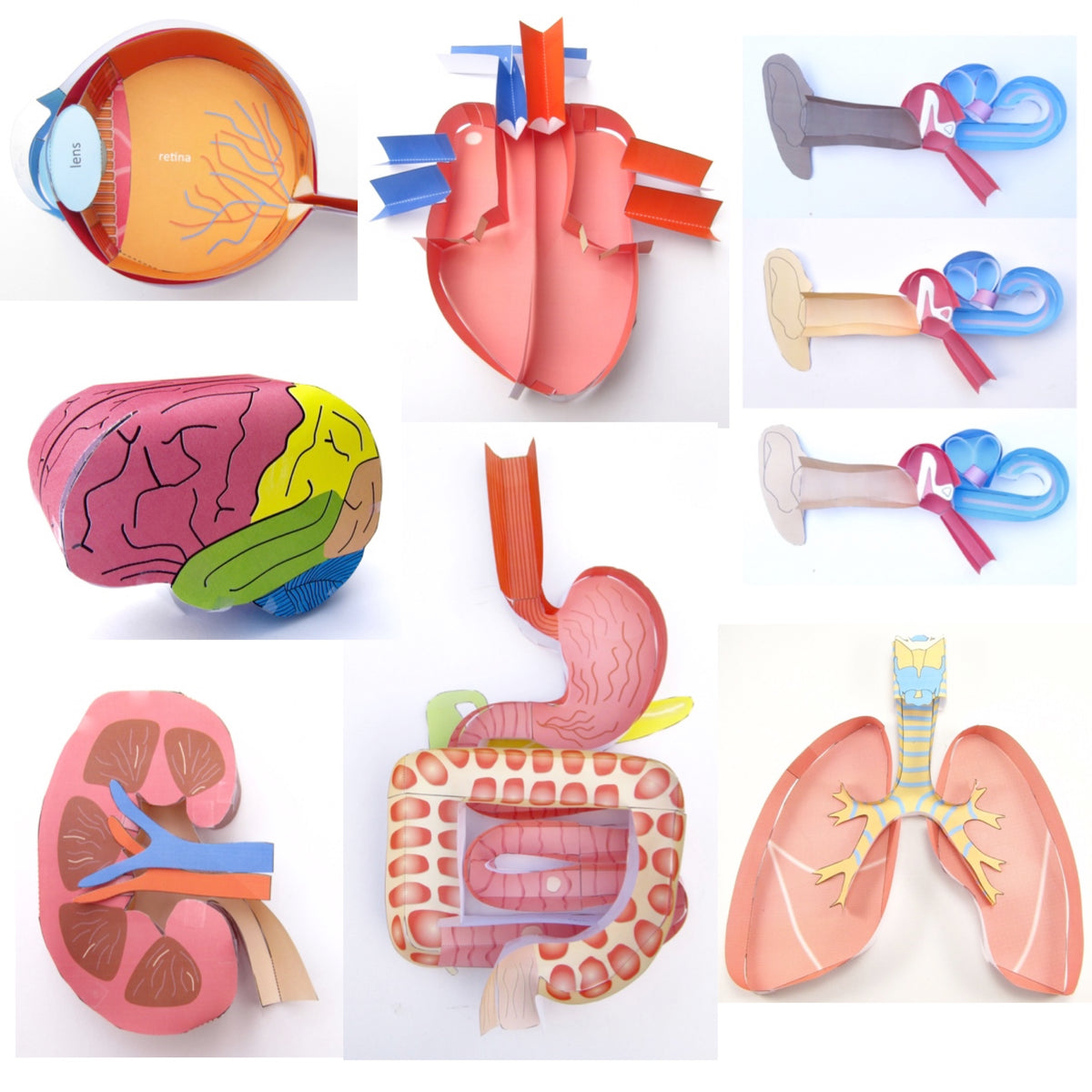 This month's most popular models! – Origami Organelles