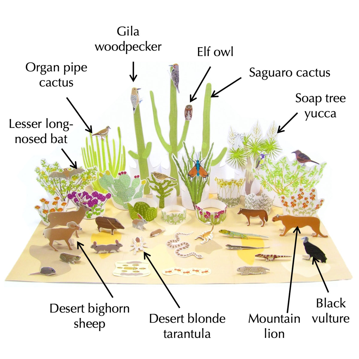 Sonoran Desert Ecosystem – Origami Organelles