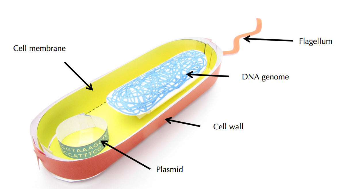bacterial cell adaptations