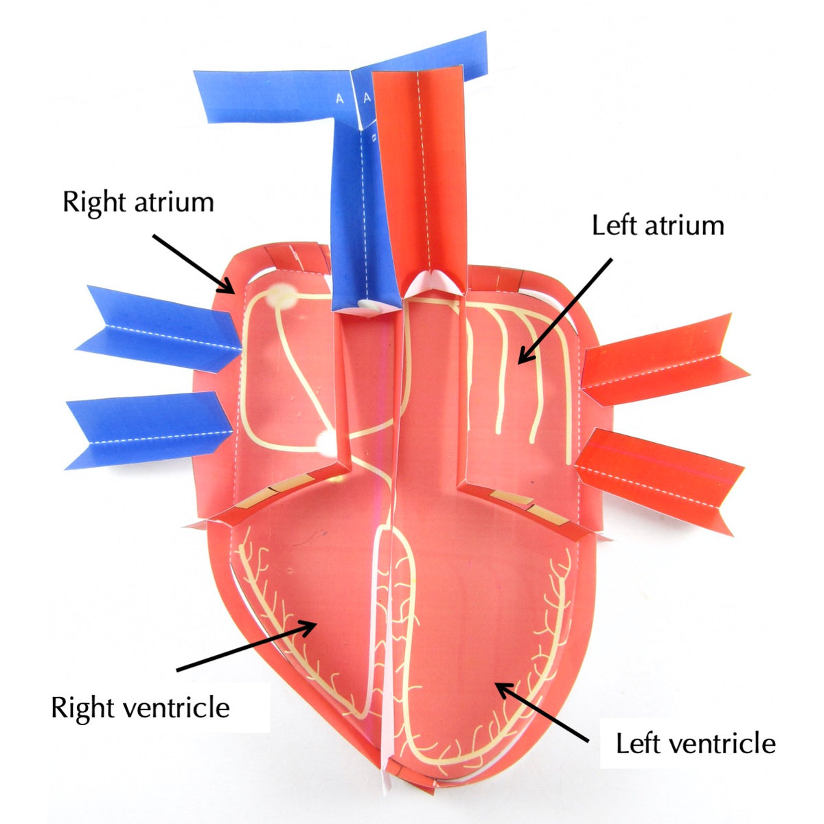 Electrical Control Of The Heart Origami Organelles electrical-control-of-the-heart-origami-organelles