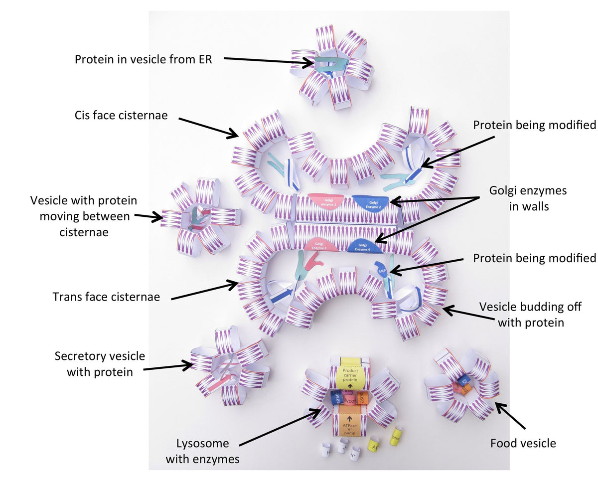 Golgi Apparatus & the Lysosome – Origami Organelles