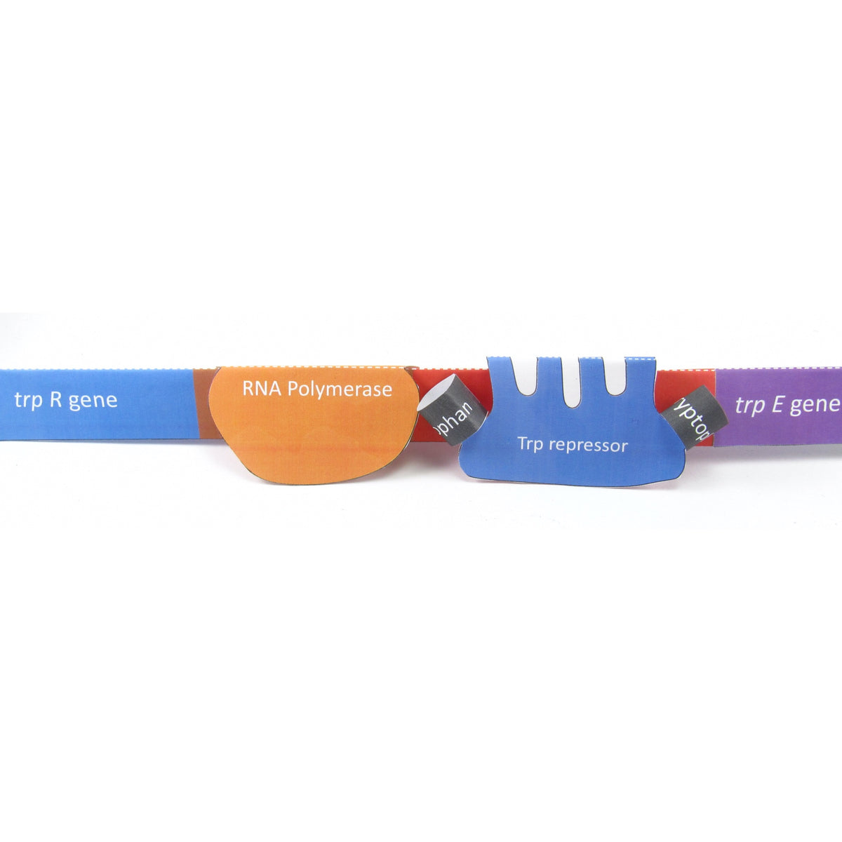 Trp Operon – Origami Organelles