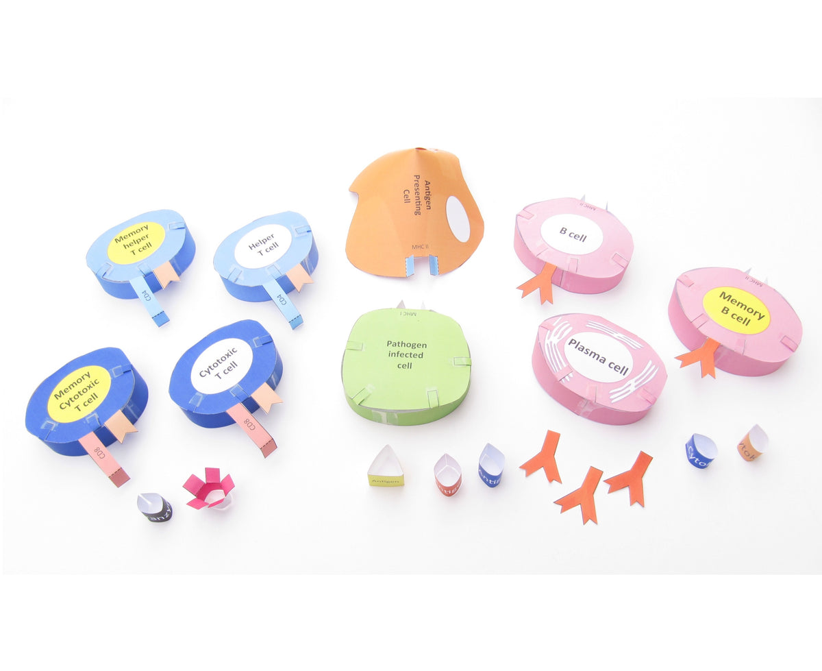 Teach the immune system with our cool model! – Origami Organelles