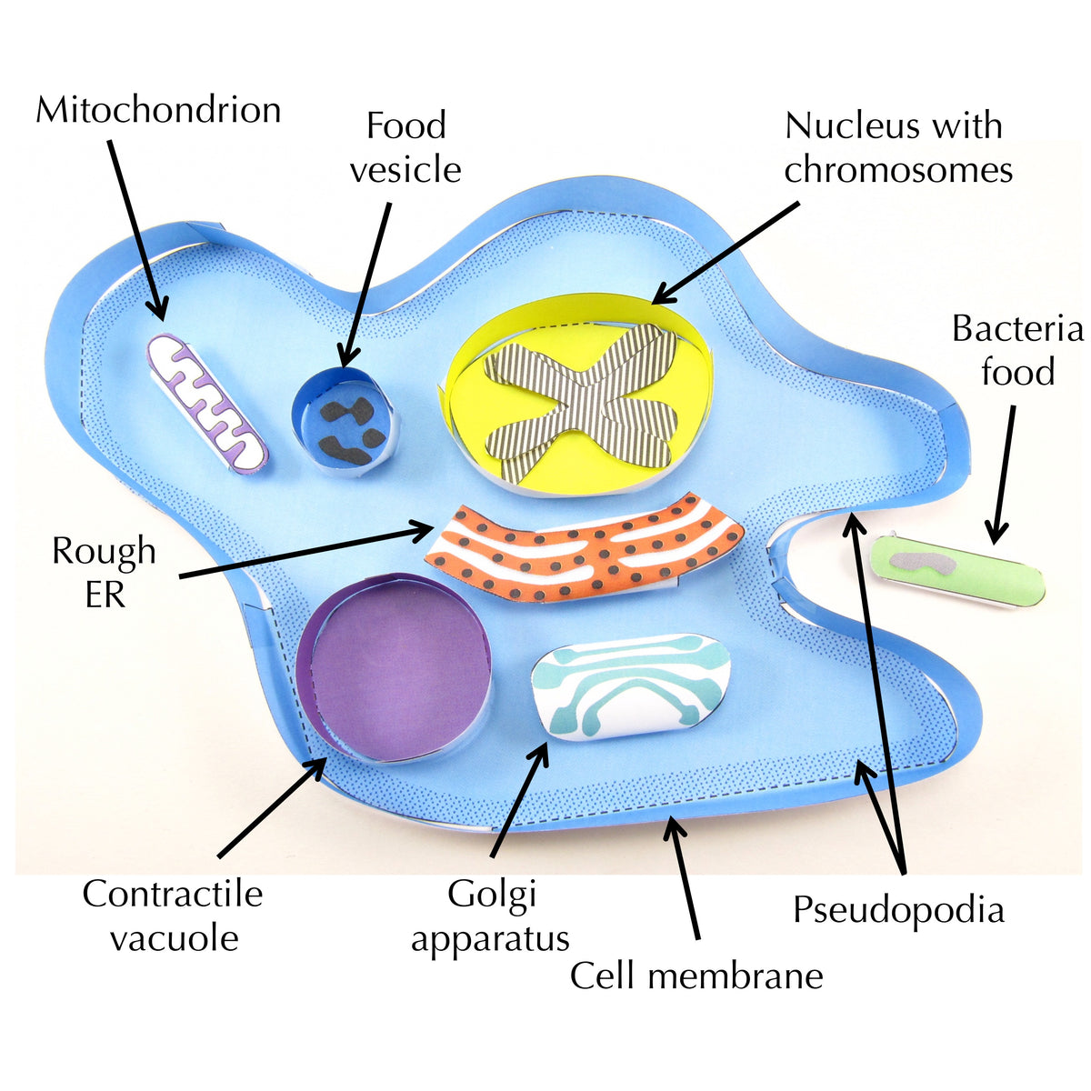 Cellular evolution Origami Organelles style!