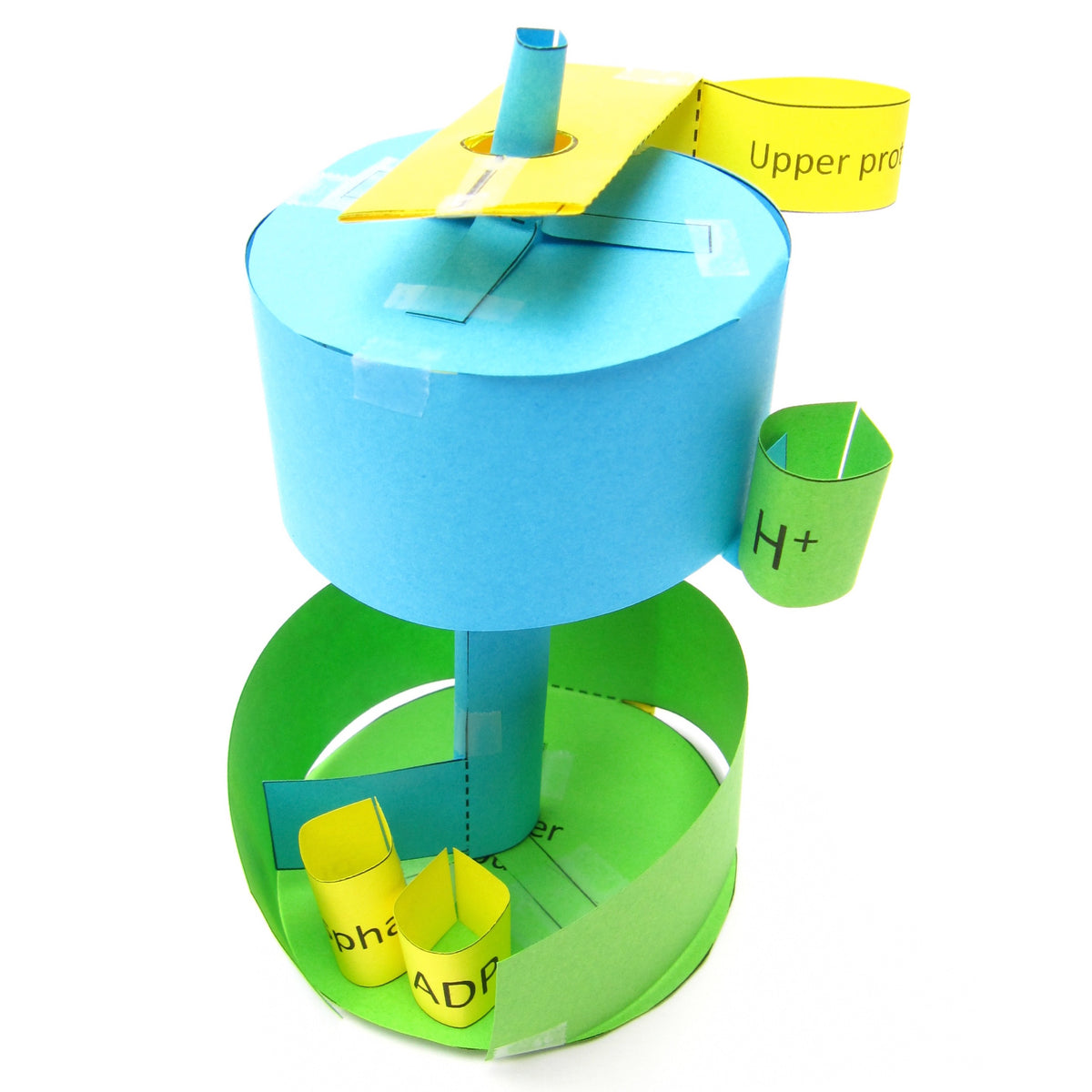 We've updated our ATP Synthase model! – Origami Organelles