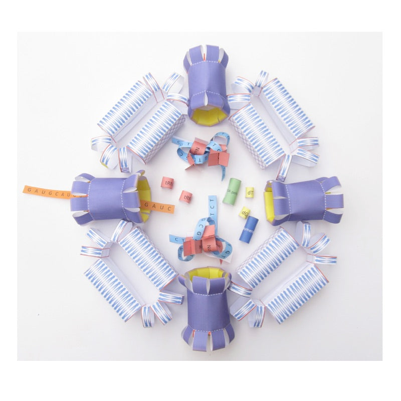 Cell nucleus shape – Origami Organelles