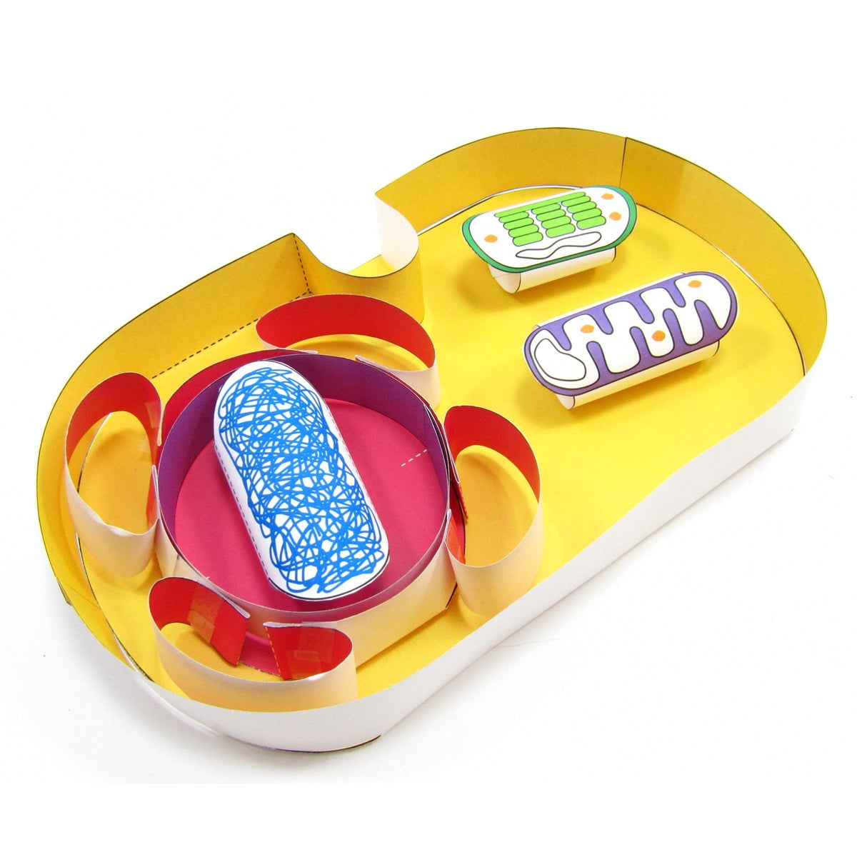 NEW Evolution of Eukaryotic Cells Model! – Origami Organelles