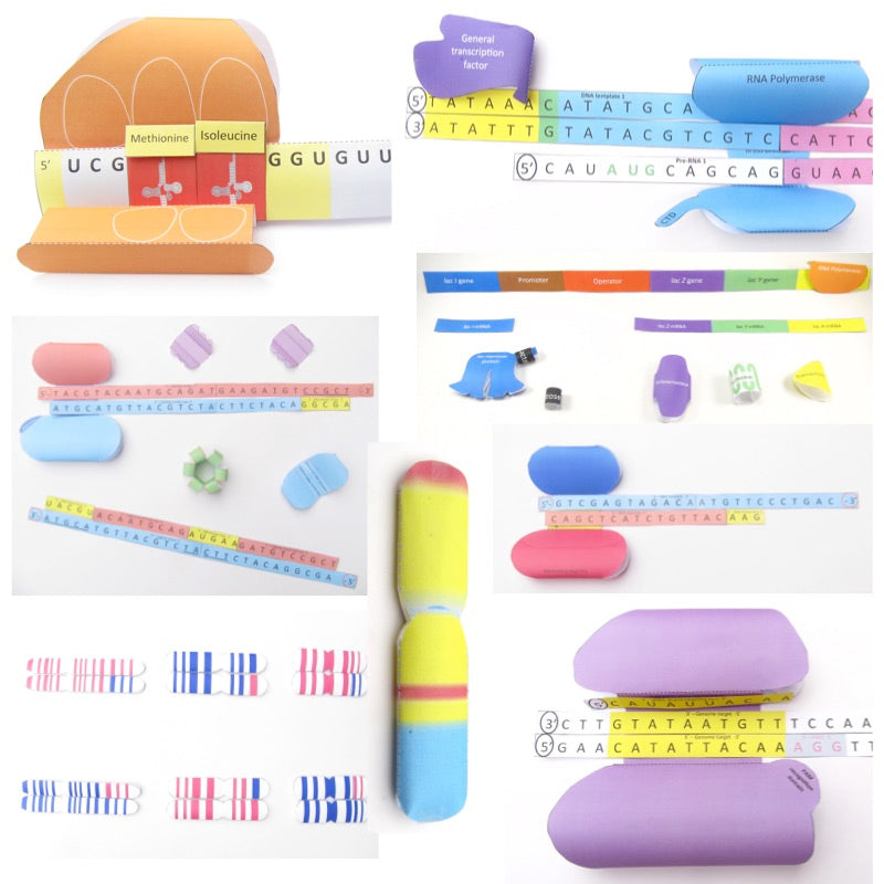 Teach Nobel Prize winning science with paper models! – Origami Organelles