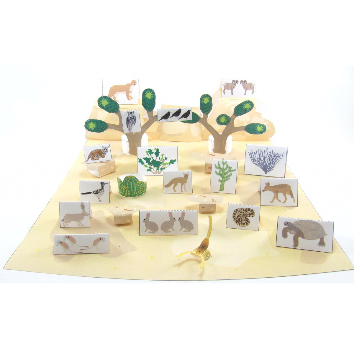 Explore a desert ecosystem with our new model! – Origami Organelles