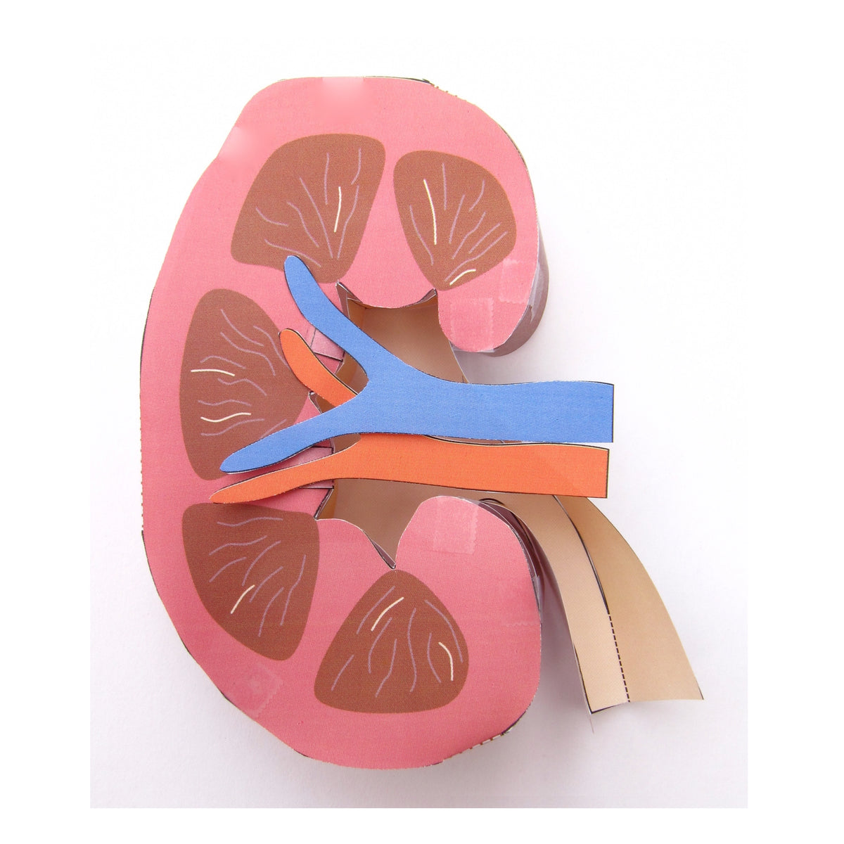 Check out our Human Kidney model! – Origami Organelles