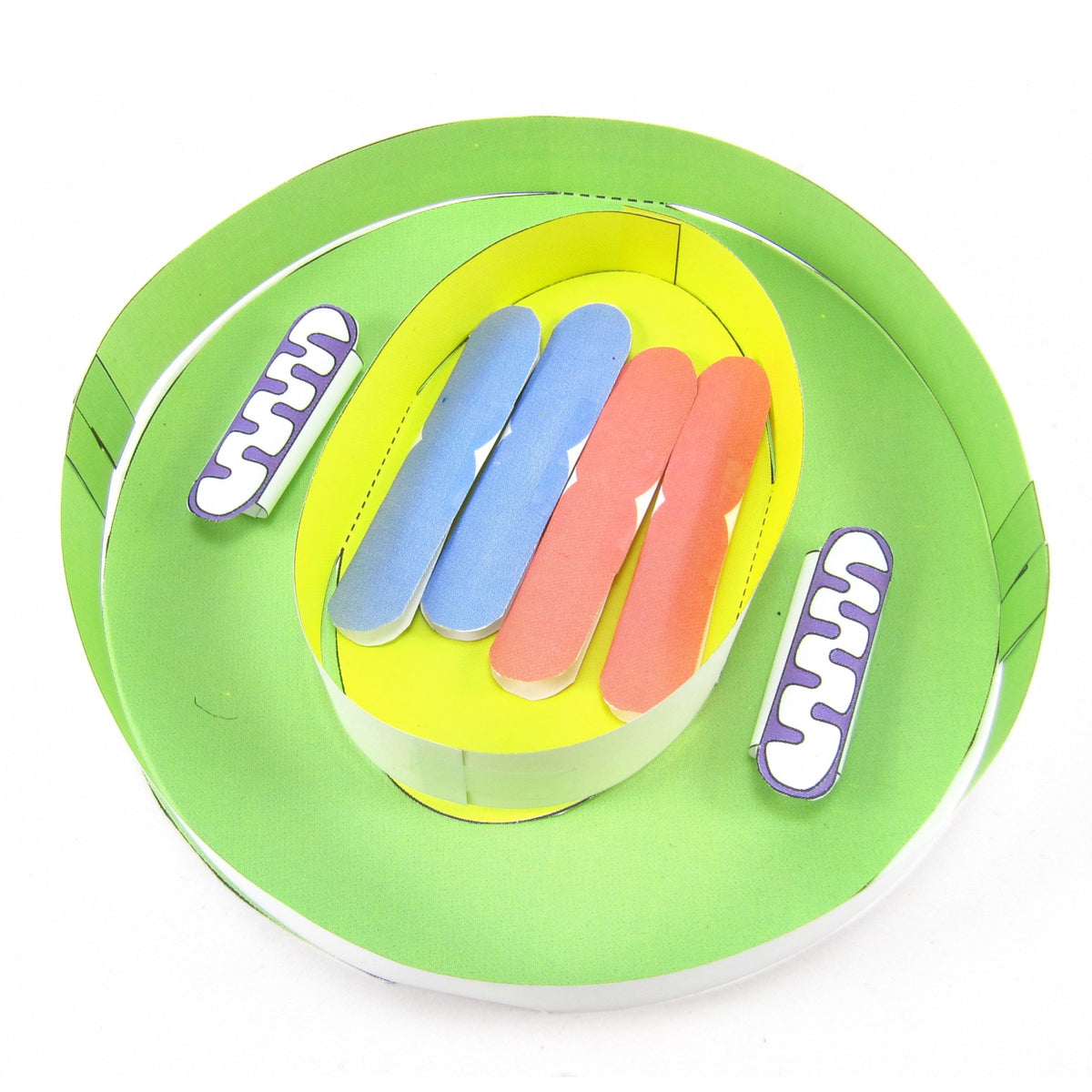 New model - Mitosis & the Cell Cycle – Origami Organelles