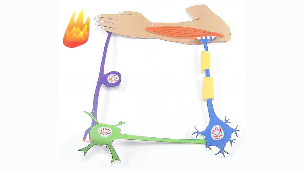 How do reflexes work? – Origami Organelles