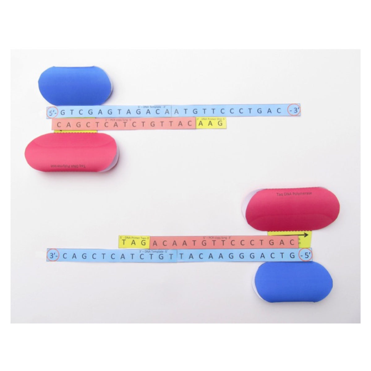 Teach PCR with Origami Organelles!