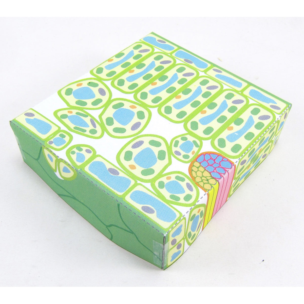 New plant cell organisation model! – Origami Organelles