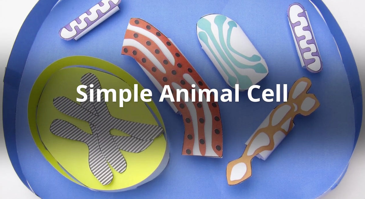 Our latest movie shows you our Simple Animal Cell model! – Origami ...
