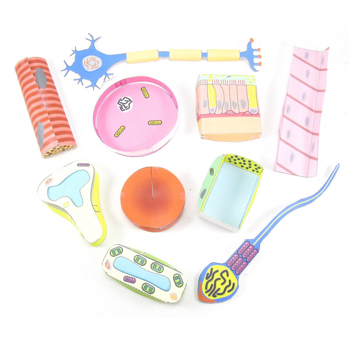 Show how cells are specialised for their roles! – Origami Organelles