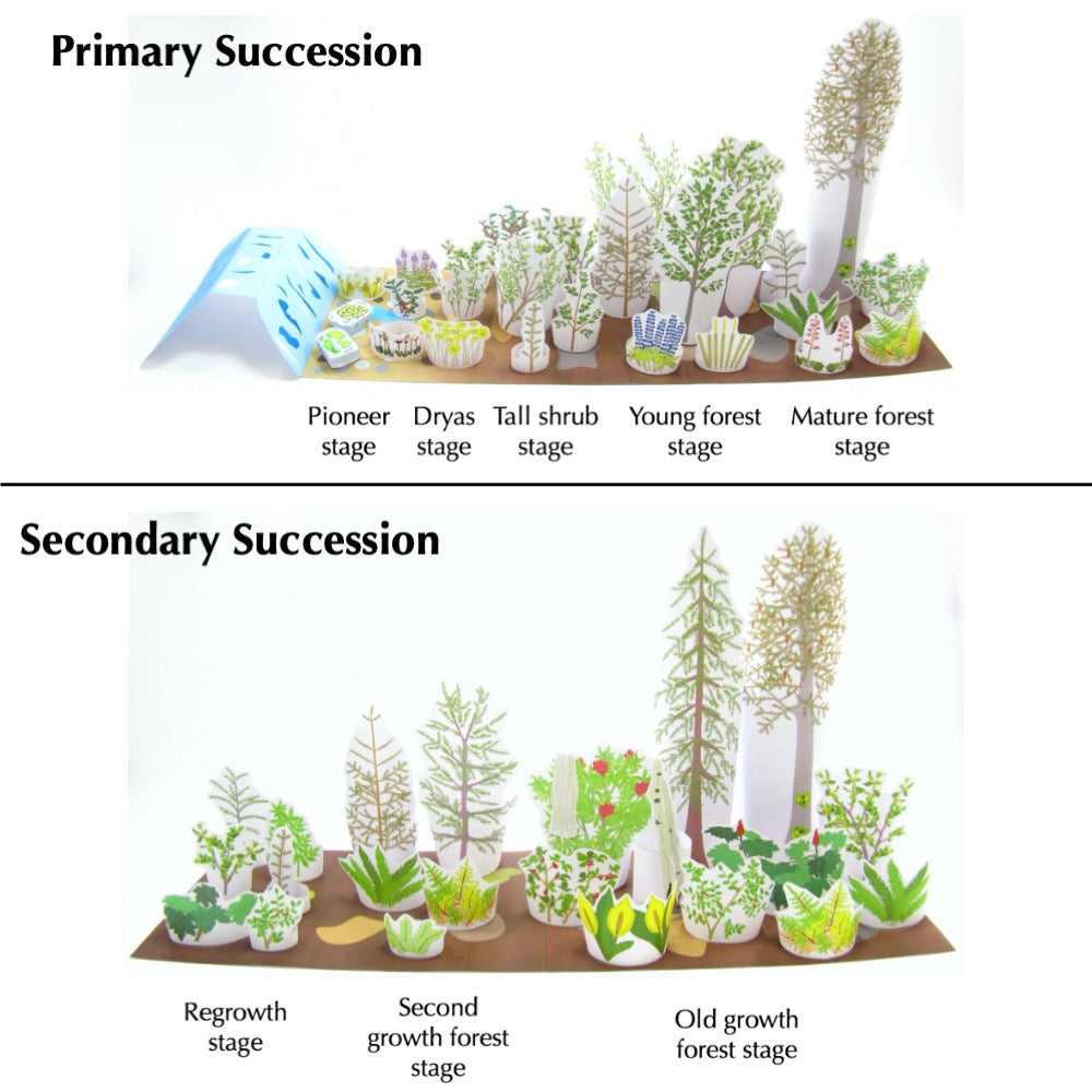 New Primary & Secondary Succession Models! – Origami Organelles