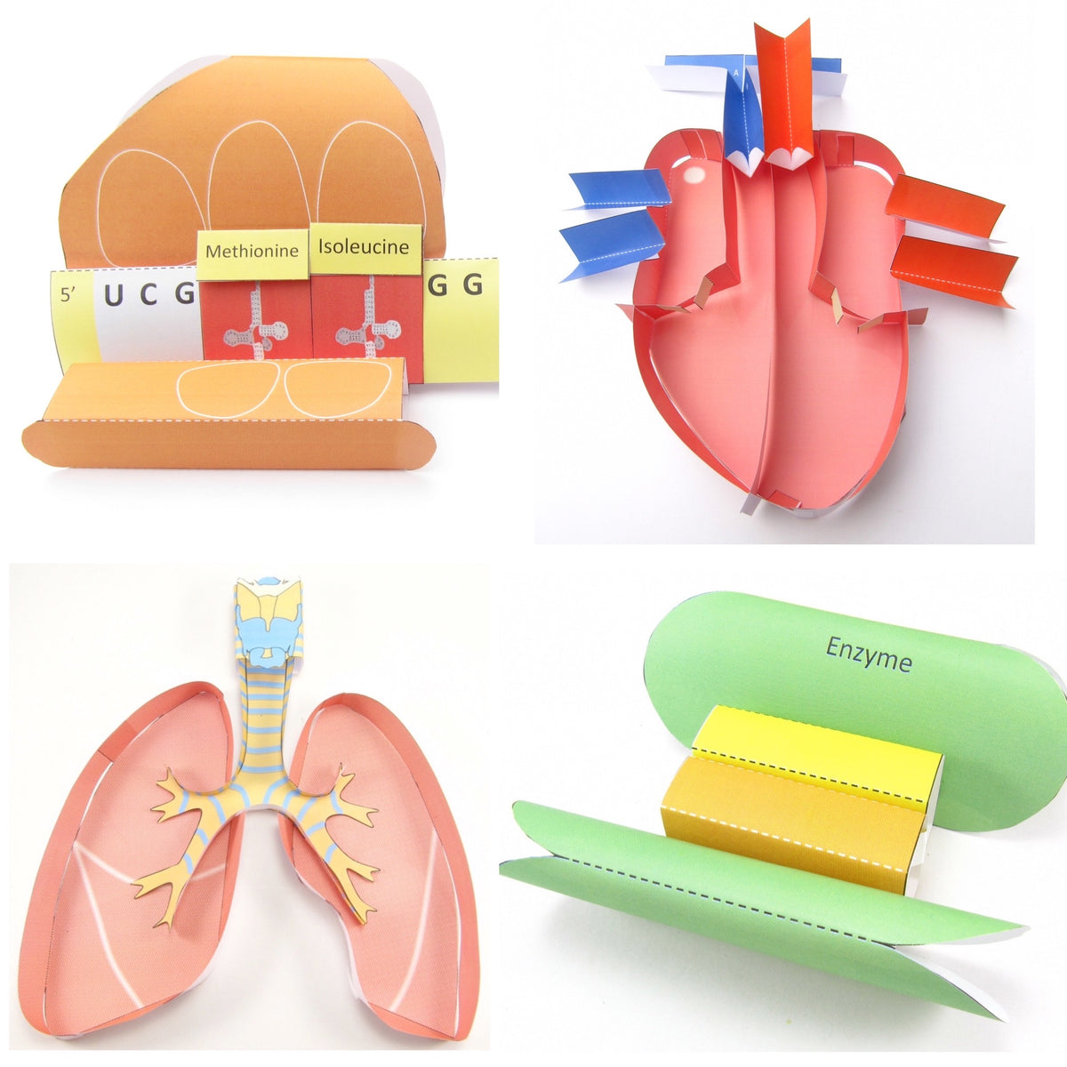 High School Biology – Origami Organelles