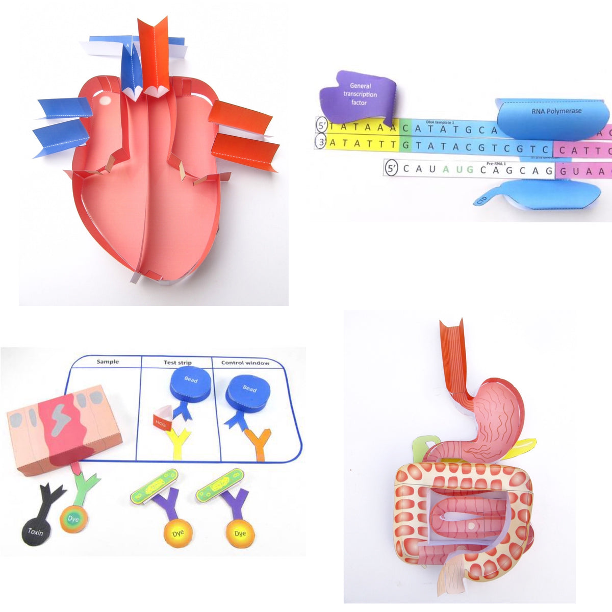 IB Biology – Origami Organelles