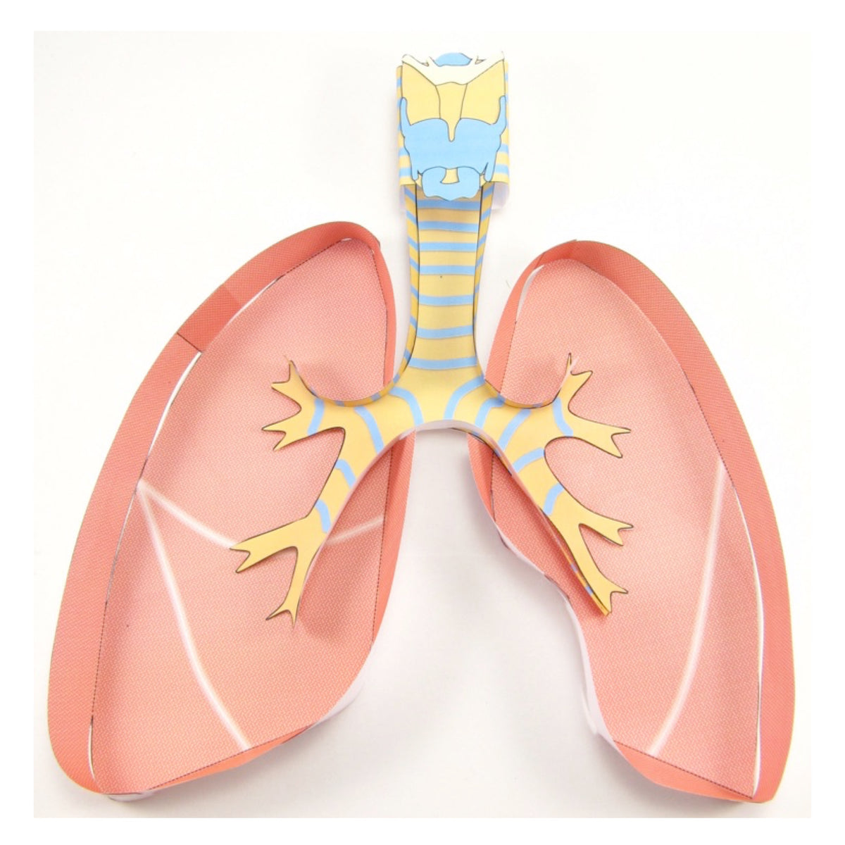 Anatomy & Physiology – Origami Organelles