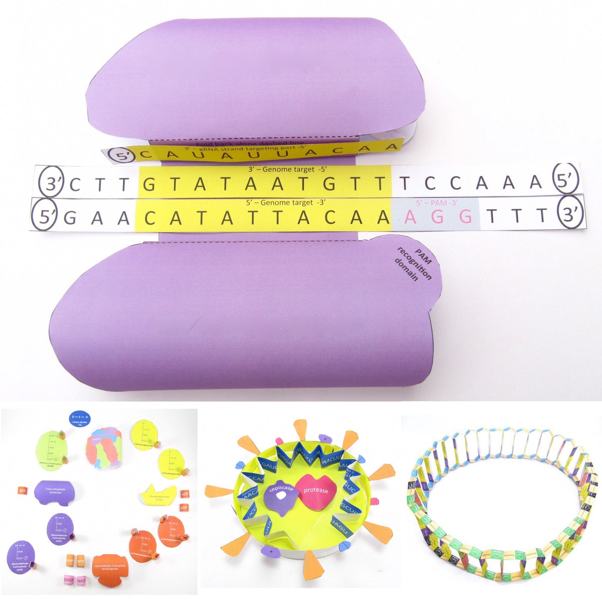 AP Biology – Origami Organelles