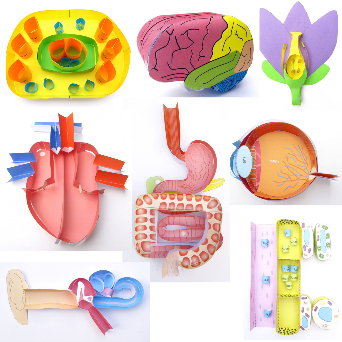 Super Value Sets – Origami Organelles