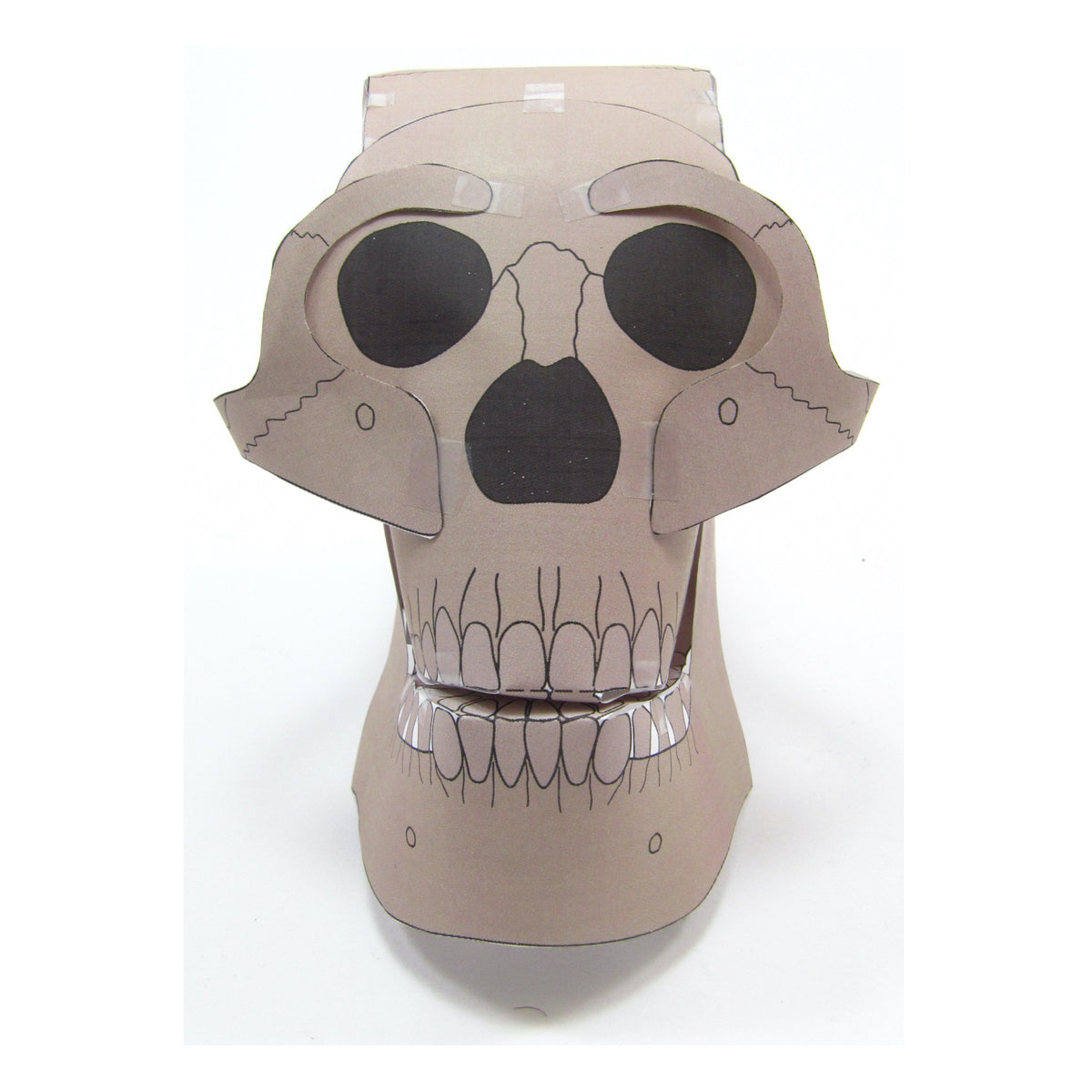 Human Evolution - Australopithecus – Origami Organelles