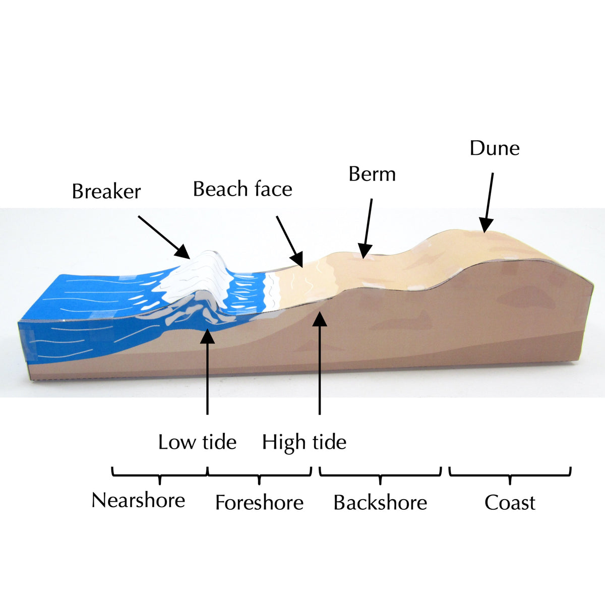 Beaches – Origami Organelles