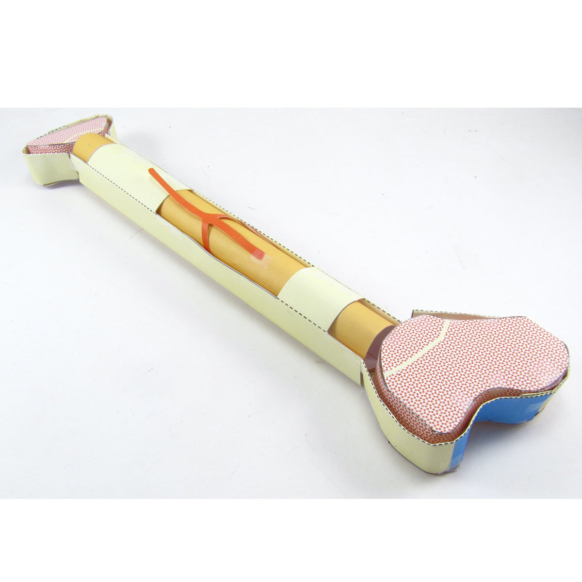 Knochen Deutsch – Origami Organelles