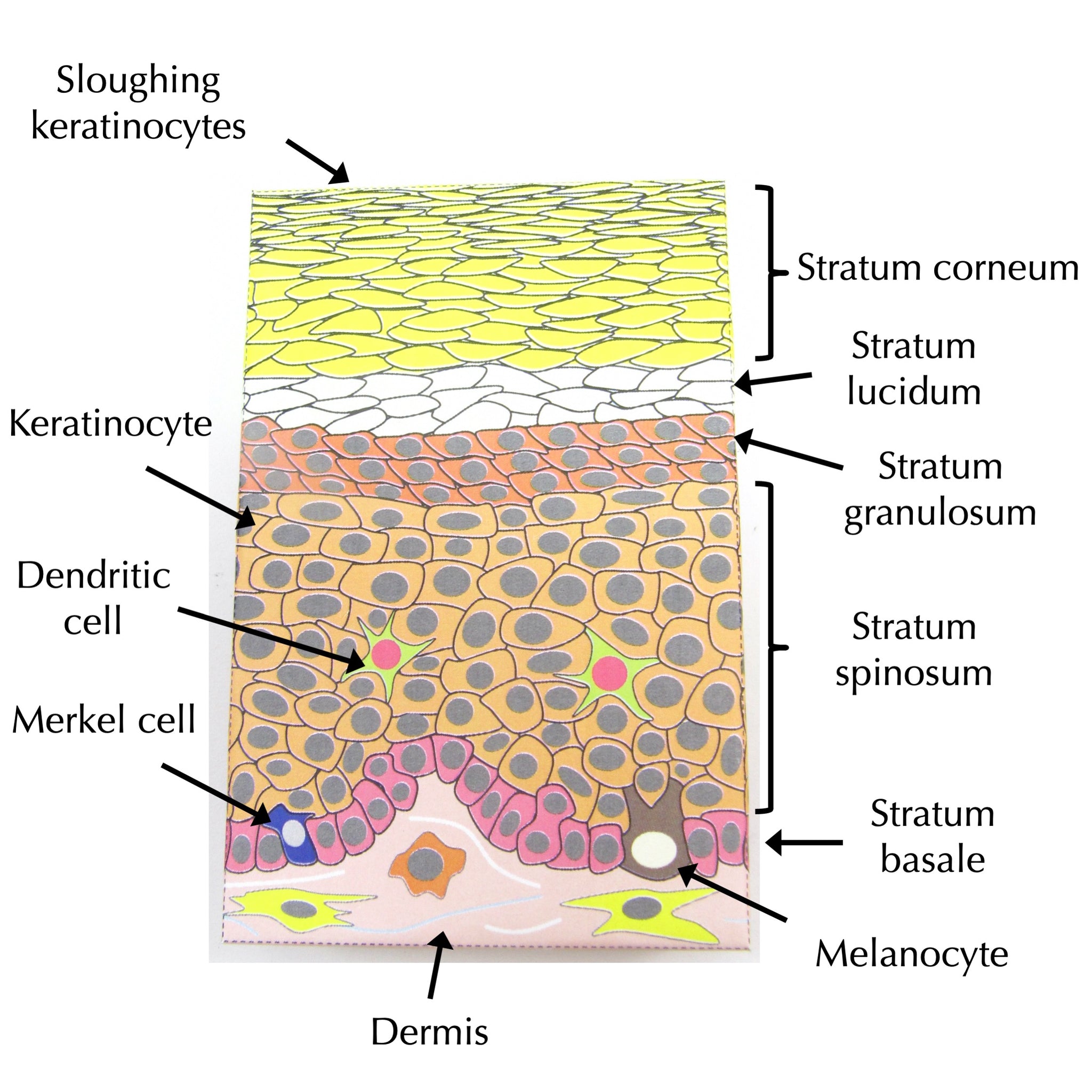 Structure Of The Epidermis Biological Science Picture Root Structure