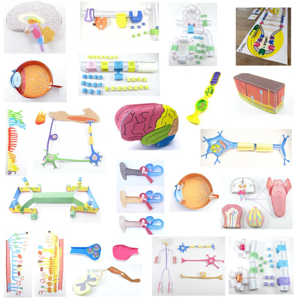 Nervous System Bundle – Origami Organelles