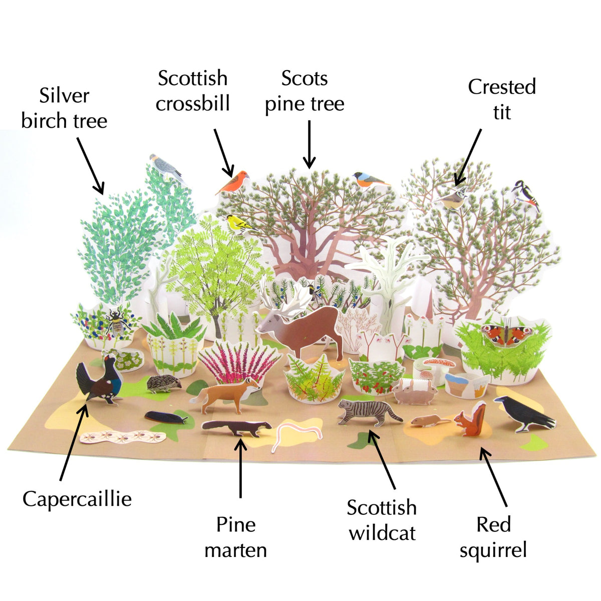 Scottish Pine Forest Ecosystem – Origami Organelles