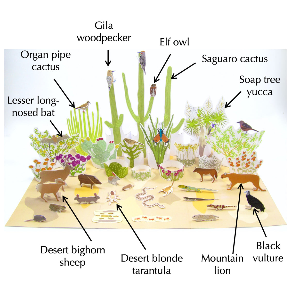 Sonoran Desert Ecosystem – Origami Organelles