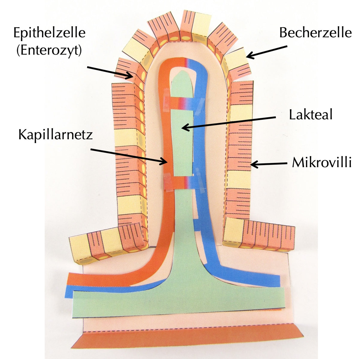 Zotten Deutsch – Origami Organelles