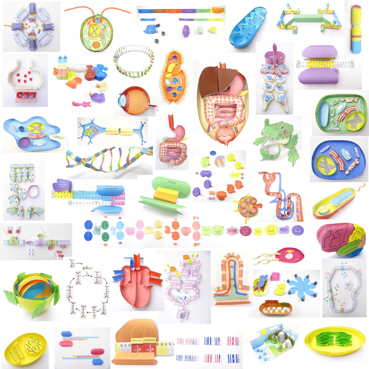 Origami Organelles Super Bundle