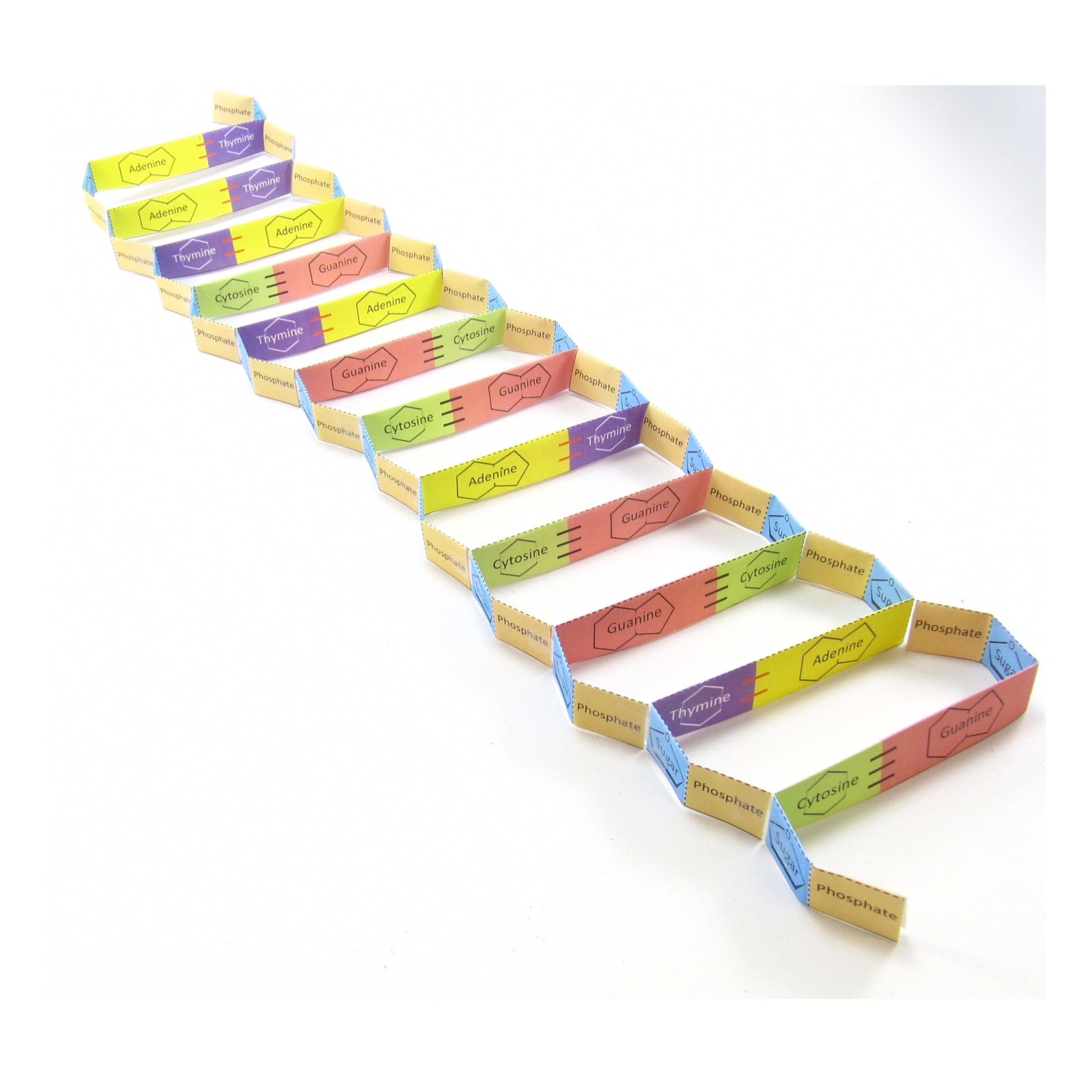Dna Model Paper