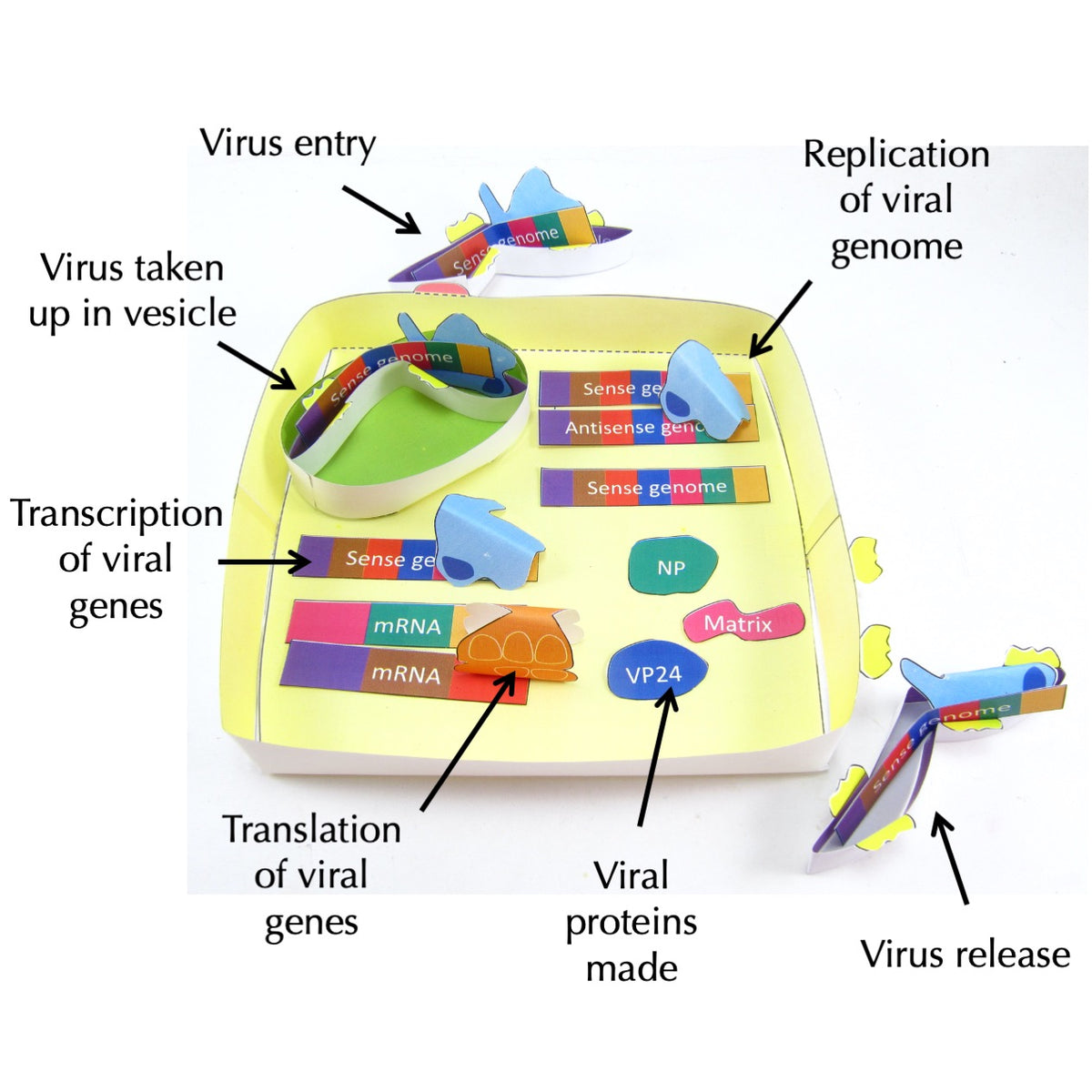 Viral Life Cycle | ppgbbe.intranet.biologia.ufrj.br