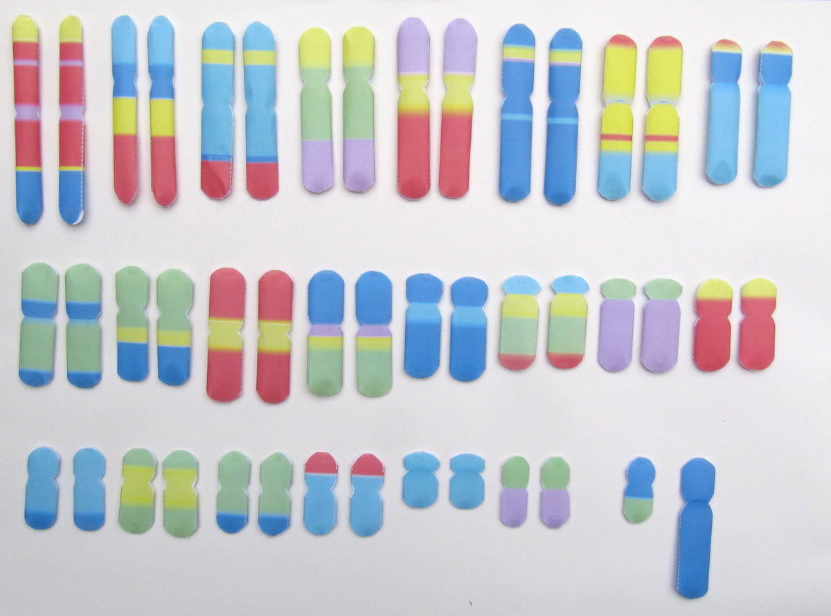 Human Chromosomes – Origami Organelles