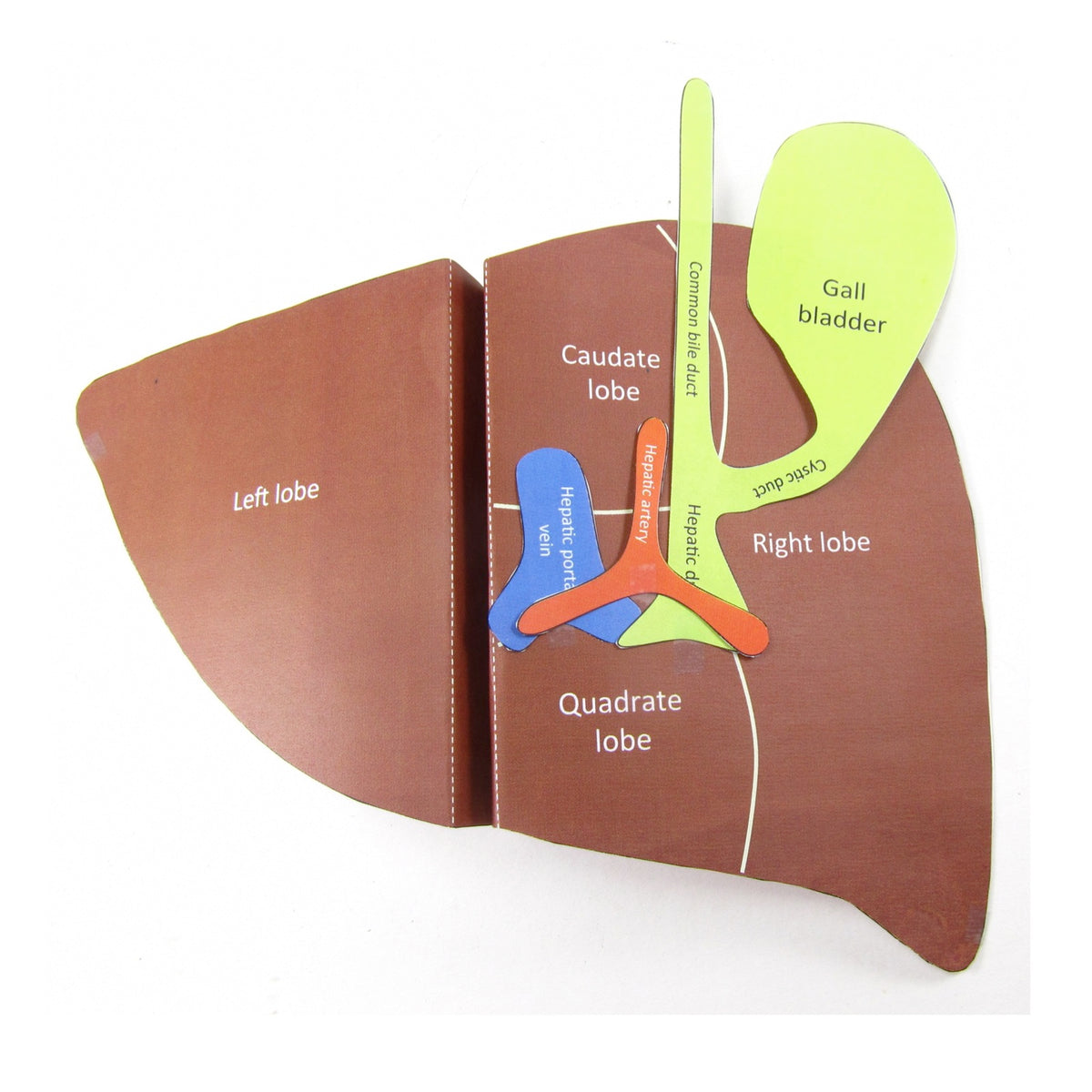 Liver Model Labeled