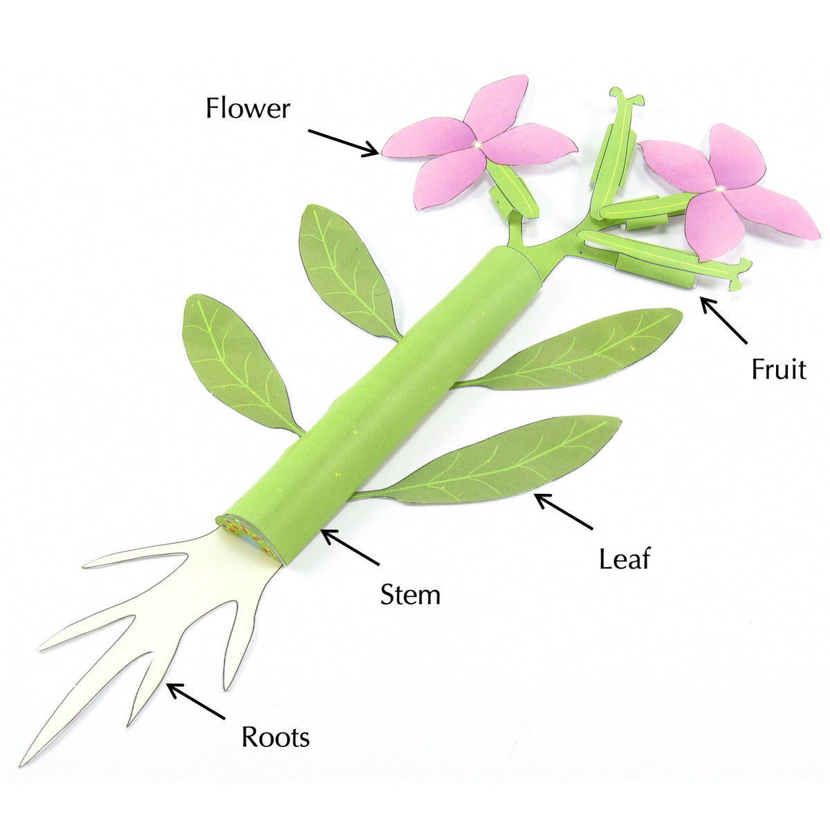 Parts of a Plant – Origami Organelles