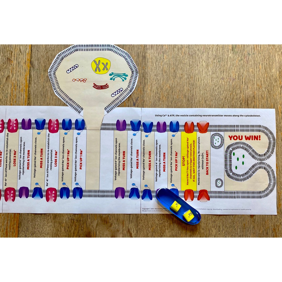 Action Potentials – Origami Organelles