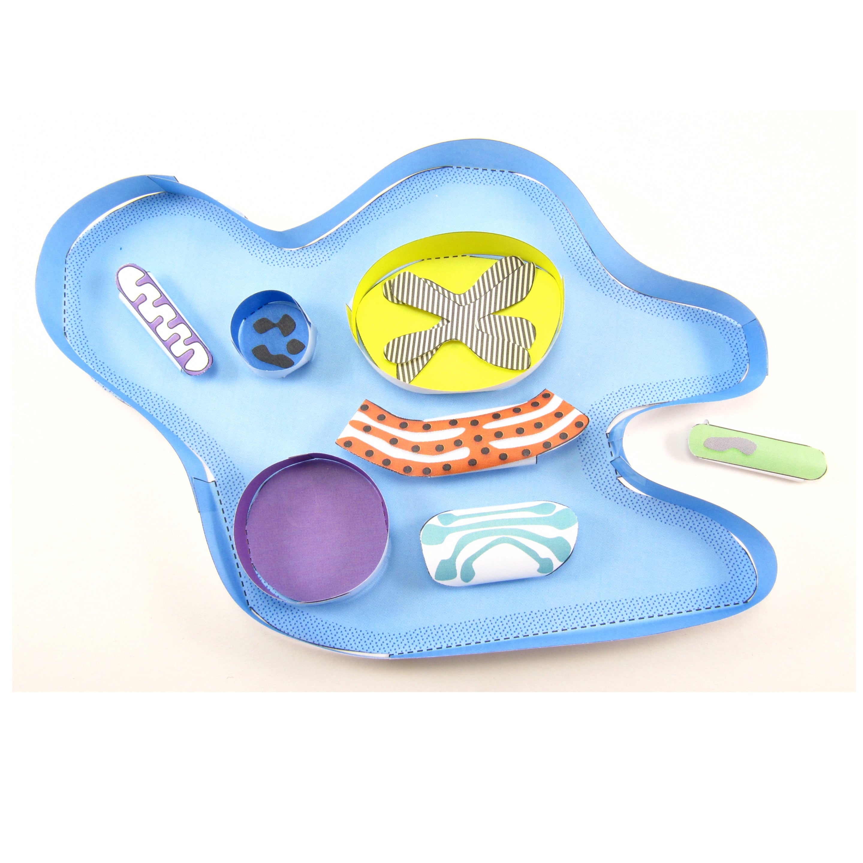 Amoeba Paramecium Model Plastic