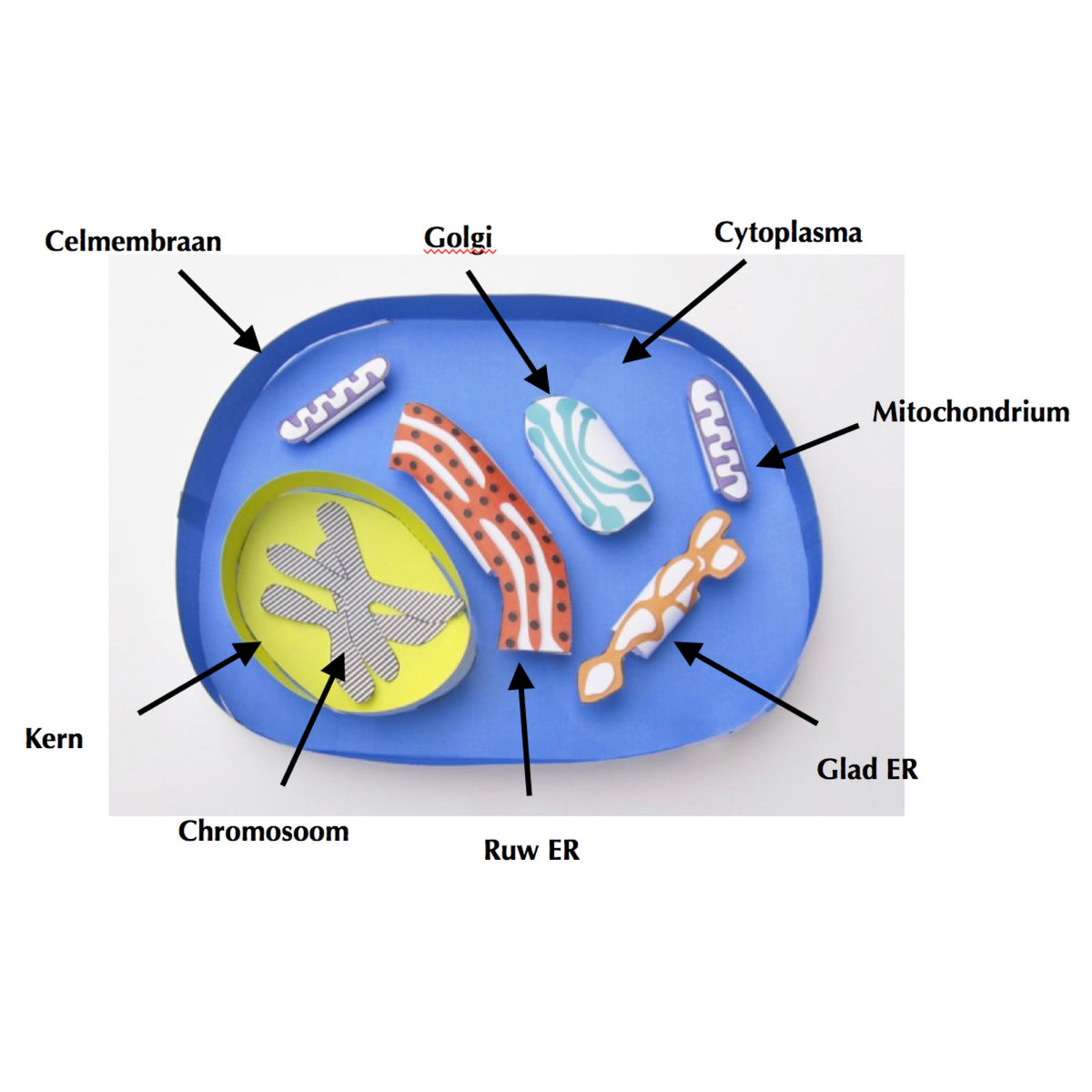 Dierlijk Celmodel 6e Klas Dierlijke Cel Stock Illustrations, Vectors,
