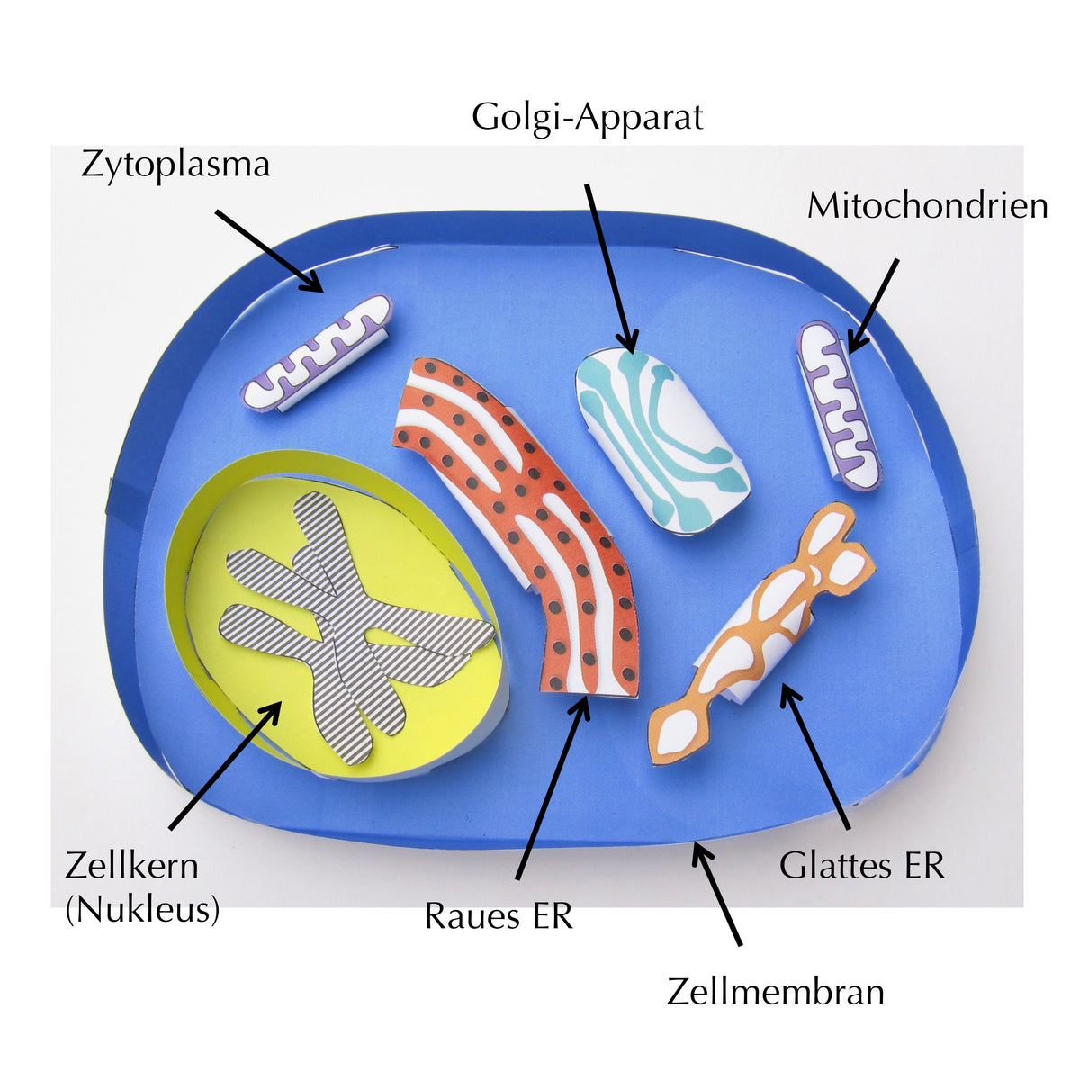 Einfache tierische Zellen Deutsch – Origami Organelles