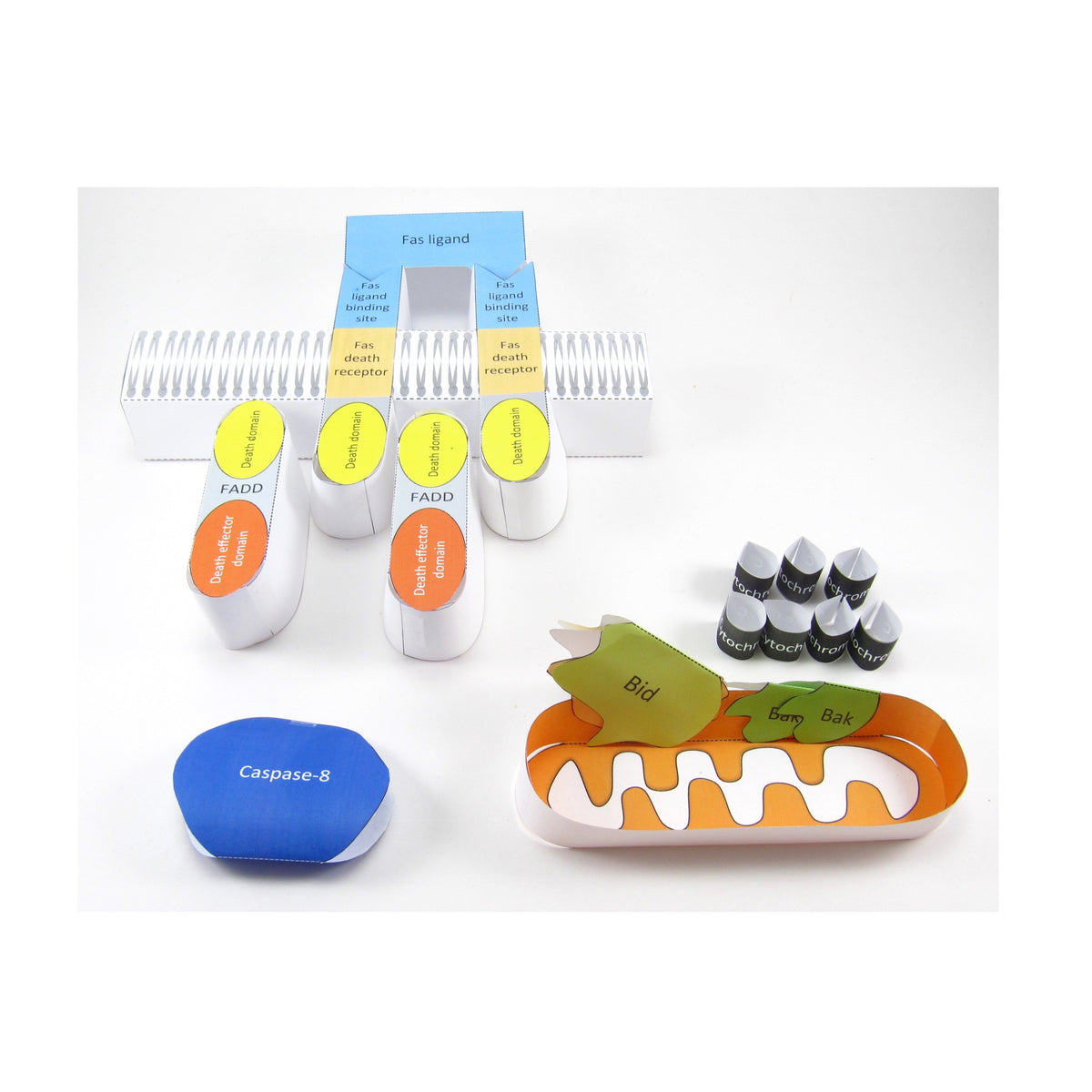 Apoptosis – Origami Organelles