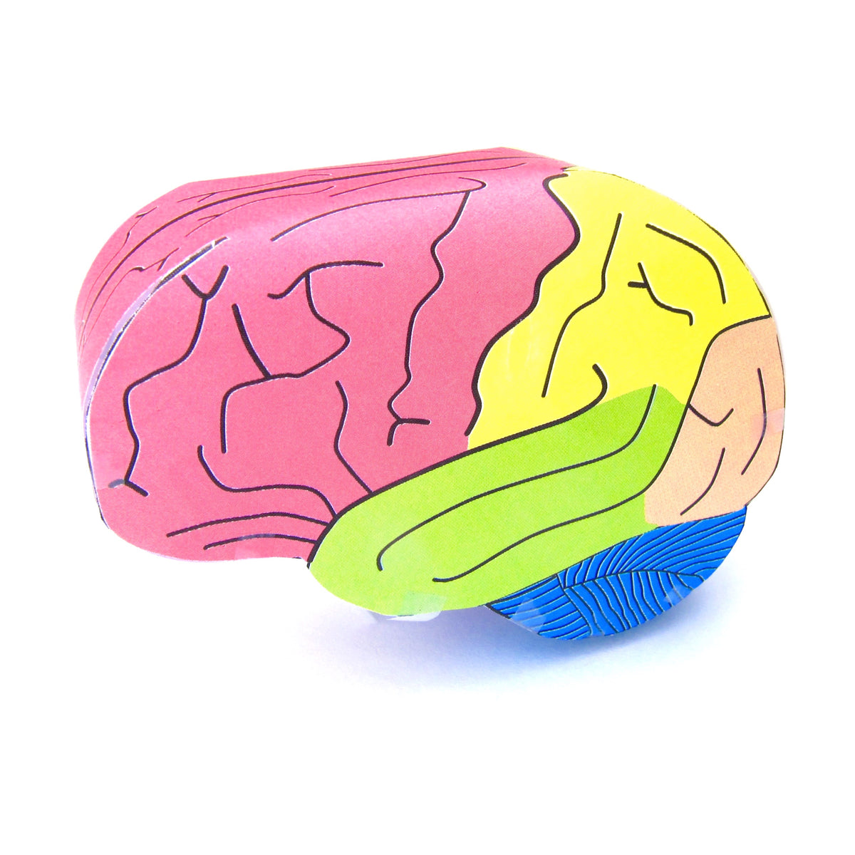 Human Brain – Origami Organelles