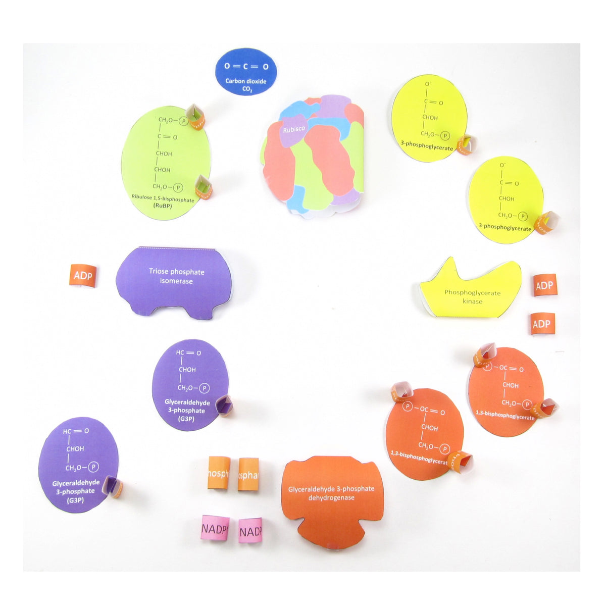 Calvin Cycle – Origami Organelles