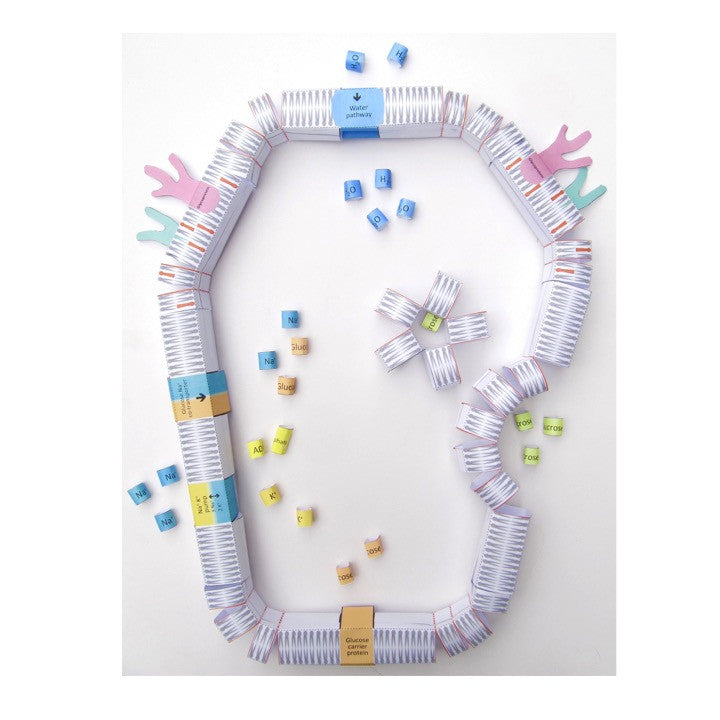 Cell Membrane Structure & Transport – Origami Organelles