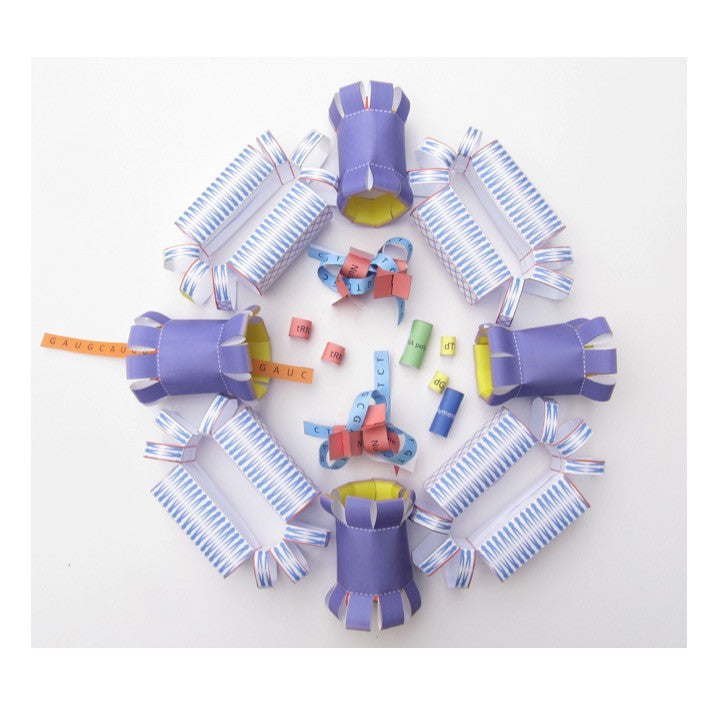 Cell Nucleus – Origami Organelles