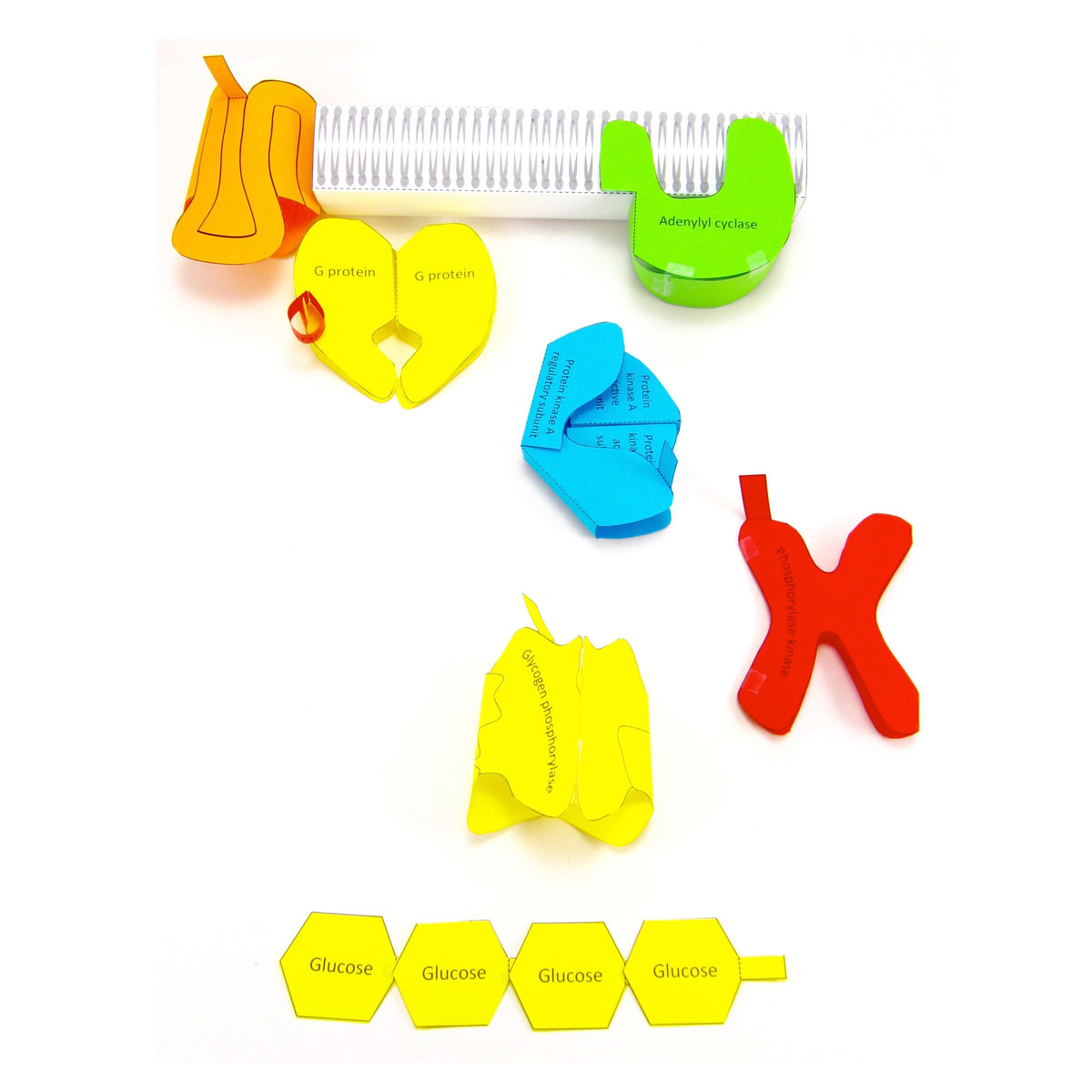 Cell Signalling – Origami Organelles